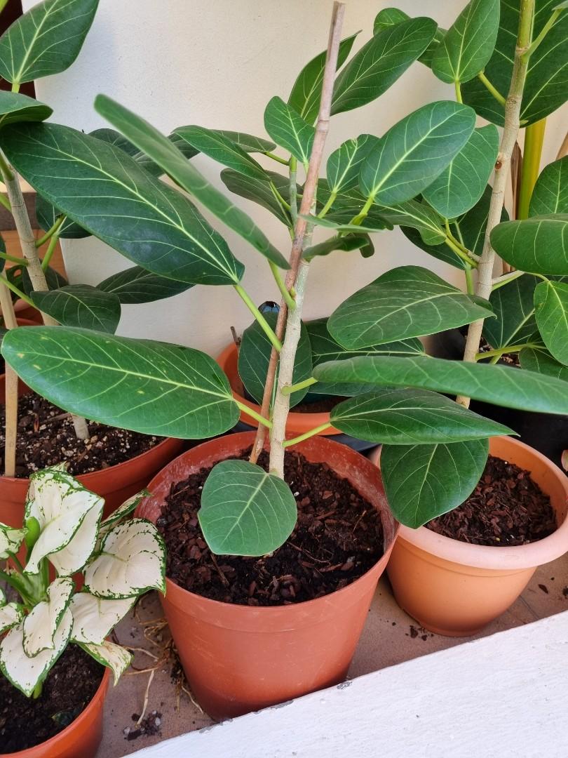 Ficus Audrey, Furniture & Home Living, Gardening, Pots & Planters on ...