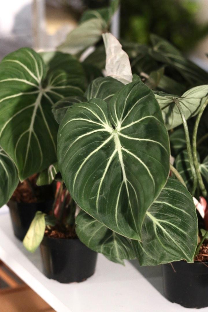 Philodendron Gloriosum Zebra, Furniture & Home Living, Gardening ...