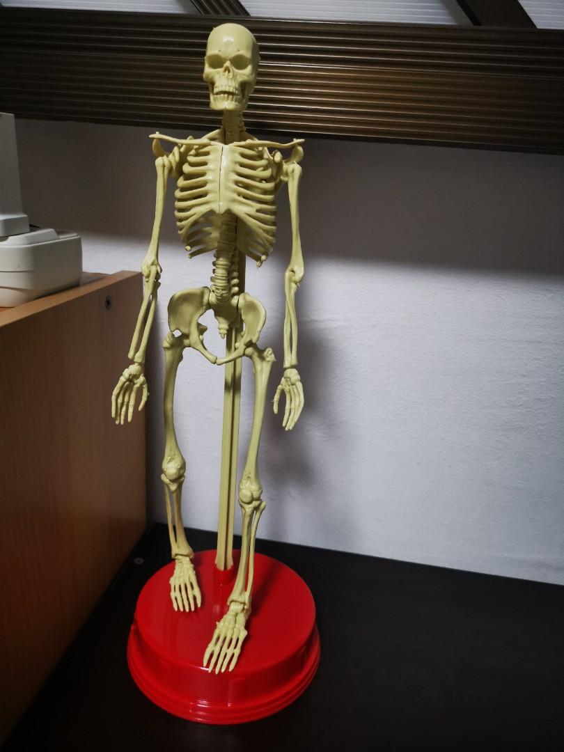 Skeleton Anatomy Model, Hobbies & Toys, Toys & Games on Carousell