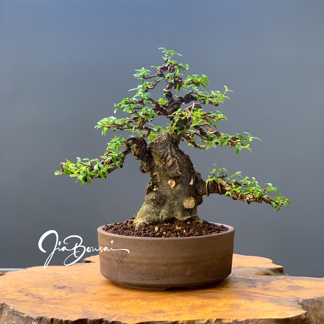 Small leaf Shui Mei Bonsai, Furniture & Home Living, Gardening, Plants ...