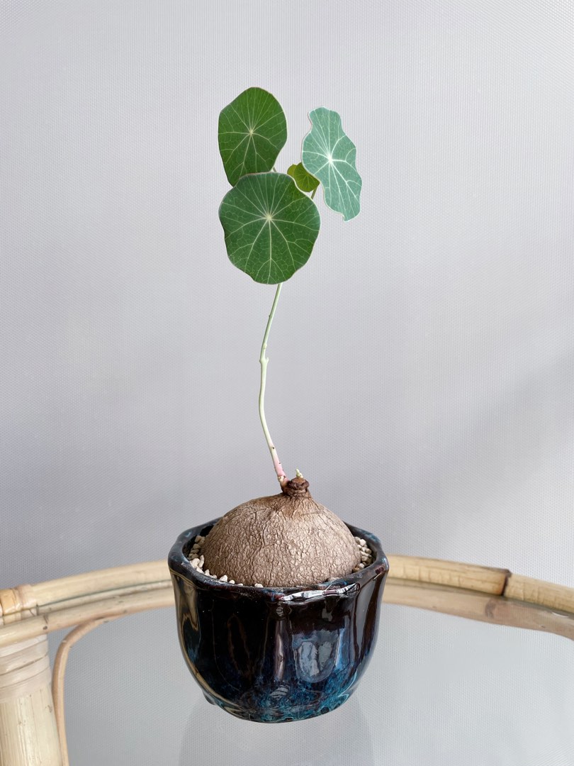 Stephania Erecta (M) - Black/Blue Pot, Furniture & Home Living ...