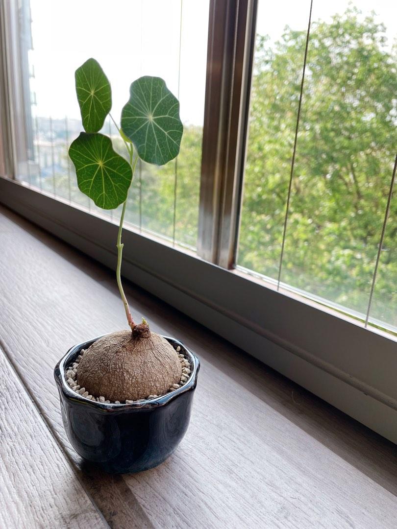 Stephania Erecta (M) - Black/Blue Pot, Furniture & Home Living ...