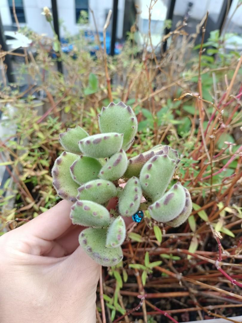 Teddy Bear Paws Succulent For sale Singapore Plant, Furniture & Home ...