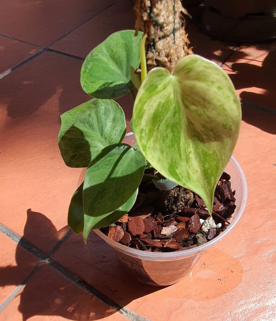 Variegated Heartleaf Philodendron Sold at MP, Furniture & Home Living ...