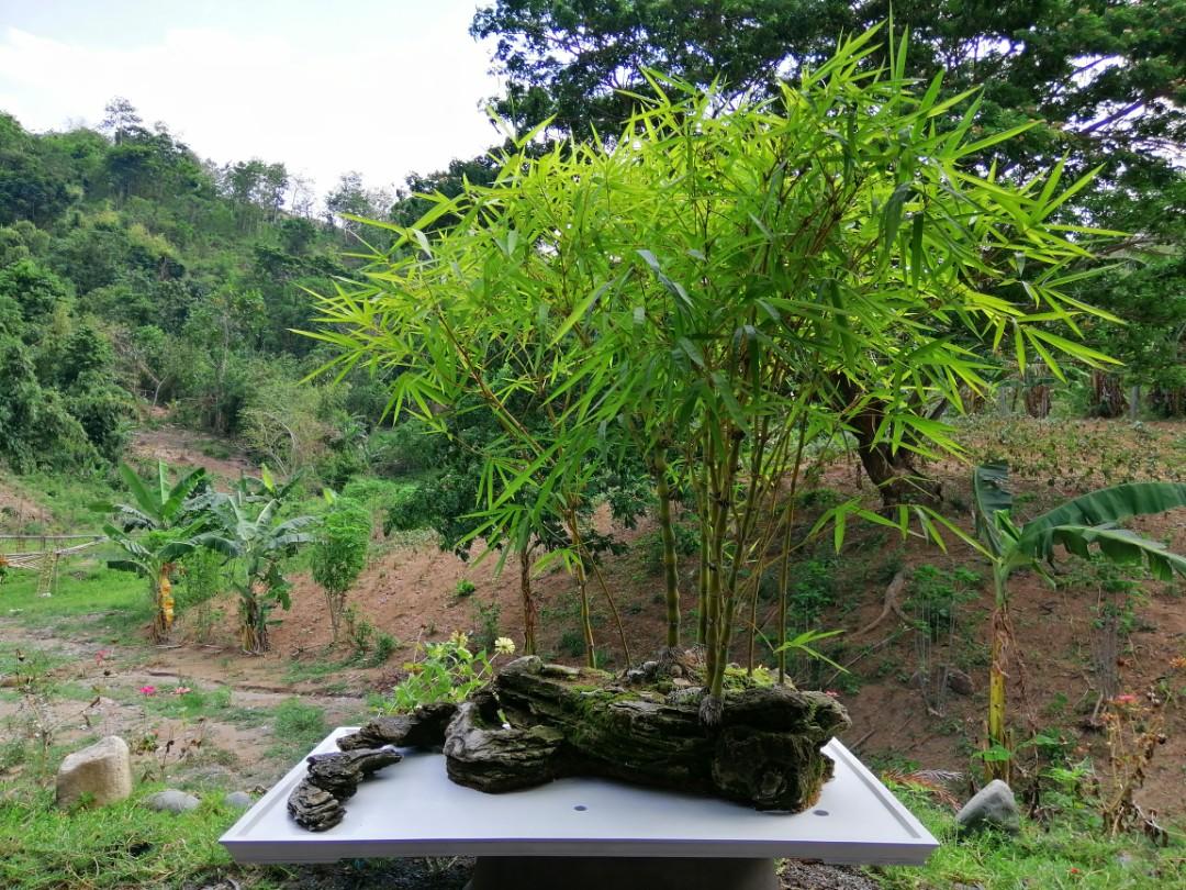 Bamboo Bonsai, Furniture & Home Living, Gardening, Plants & Seeds on ...