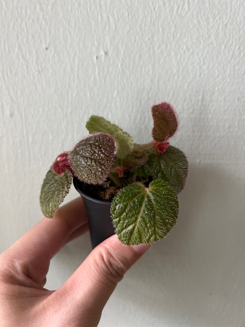 Begonia Baik, Furniture & Home Living, Gardening, Plants & Seeds on ...