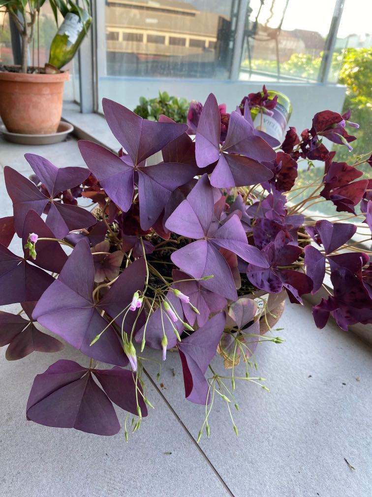 Butterfly Oxalis triangularis flower, Furniture & Home Living ...