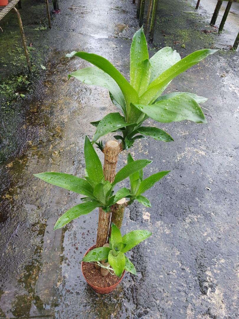 Dracaena Fragrans (Iron Tree), Furniture & Home Living, Gardening ...