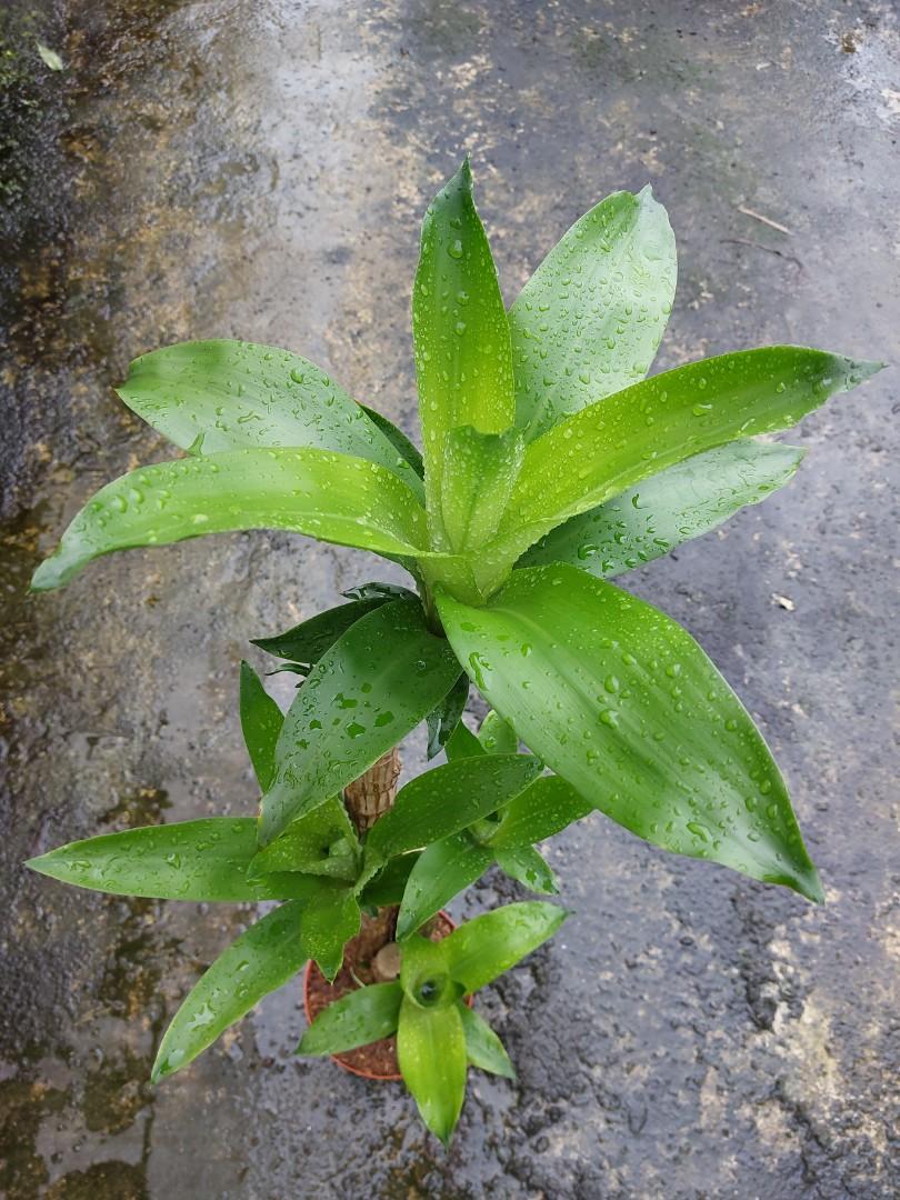 Dracaena Fragrans (Iron Tree), Furniture & Home Living, Gardening ...