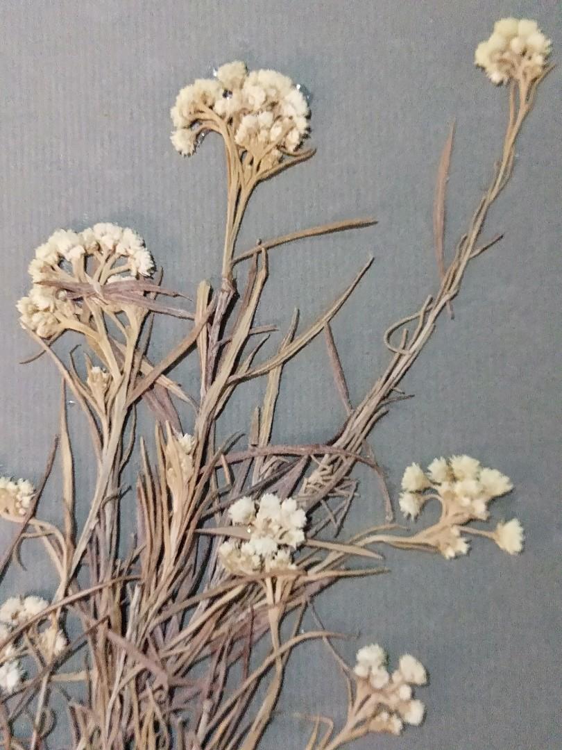 Dried California Everlasting Flowers In Shikishi Board From Japan ...