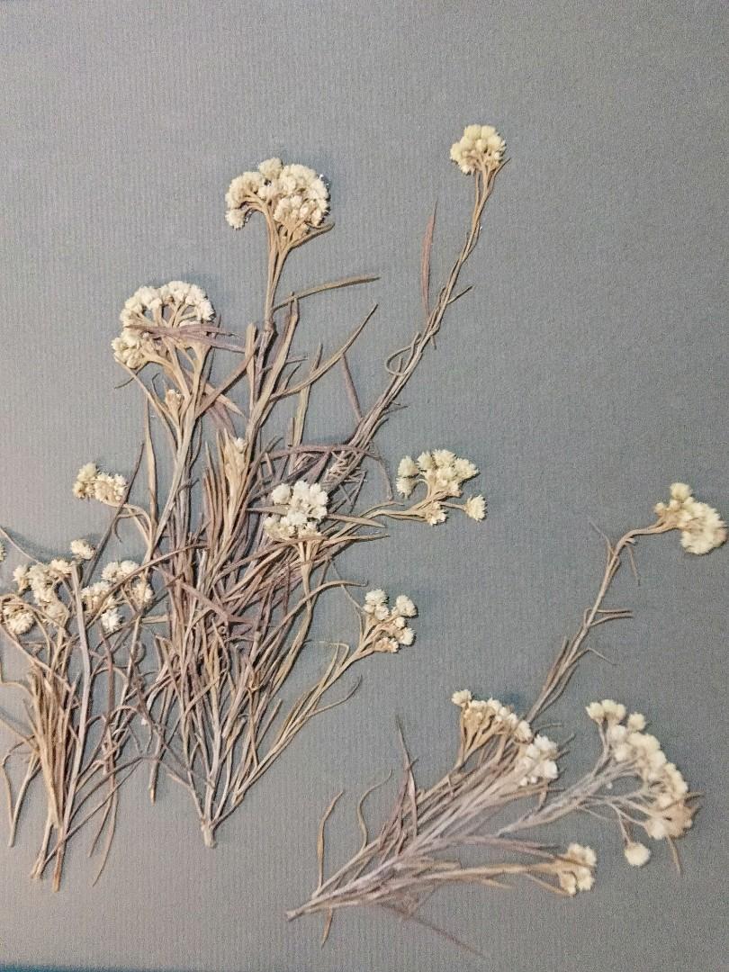 Dried California Everlasting Flowers In Shikishi Board From Japan ...