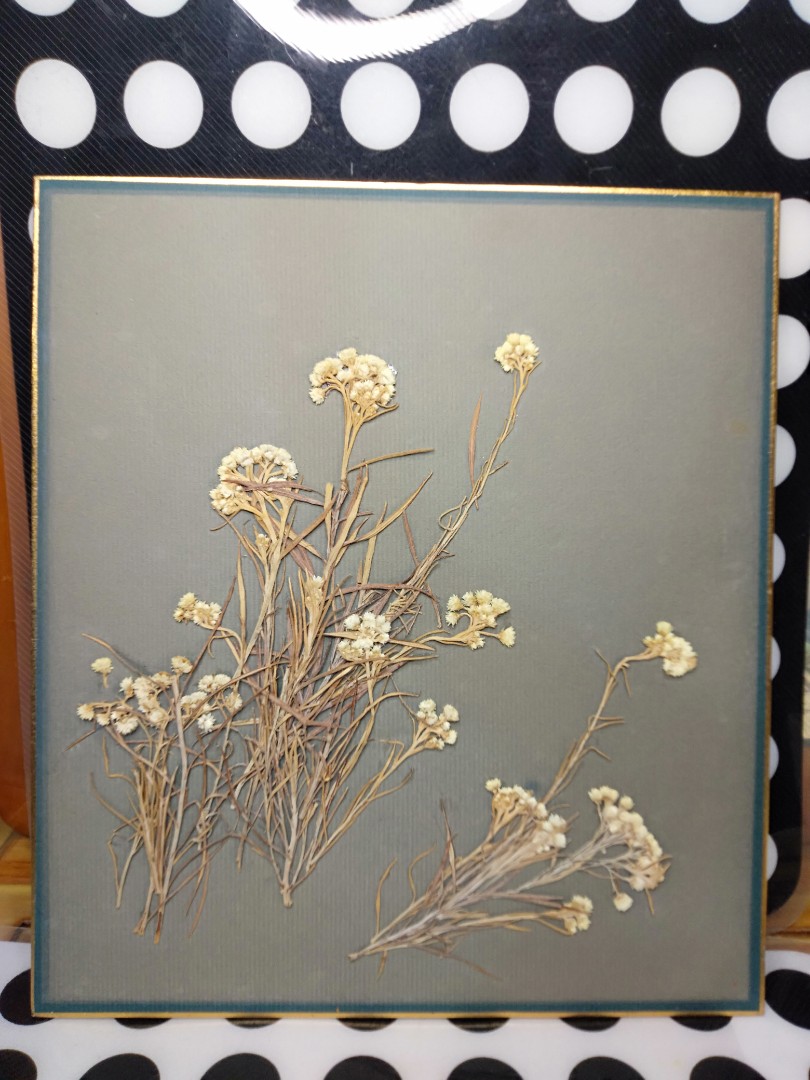 Dried California Everlasting Flowers In Shikishi Board From Japan ...