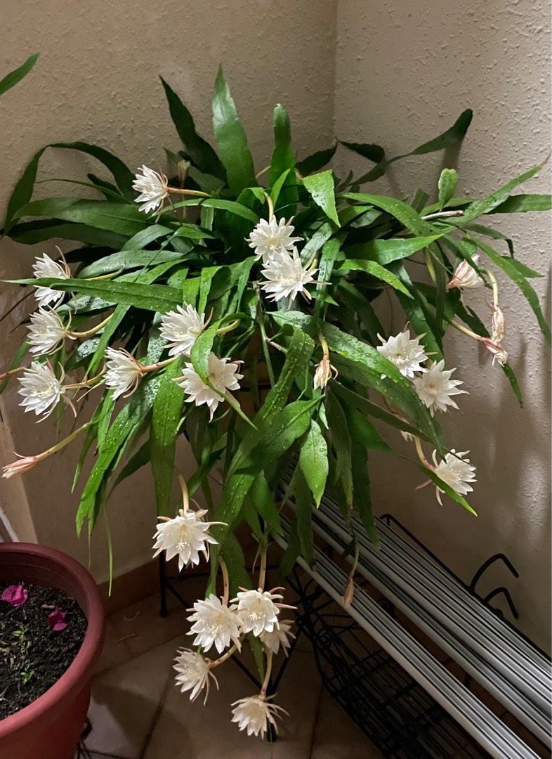 Epiphyllum Oxypetalum For Sale