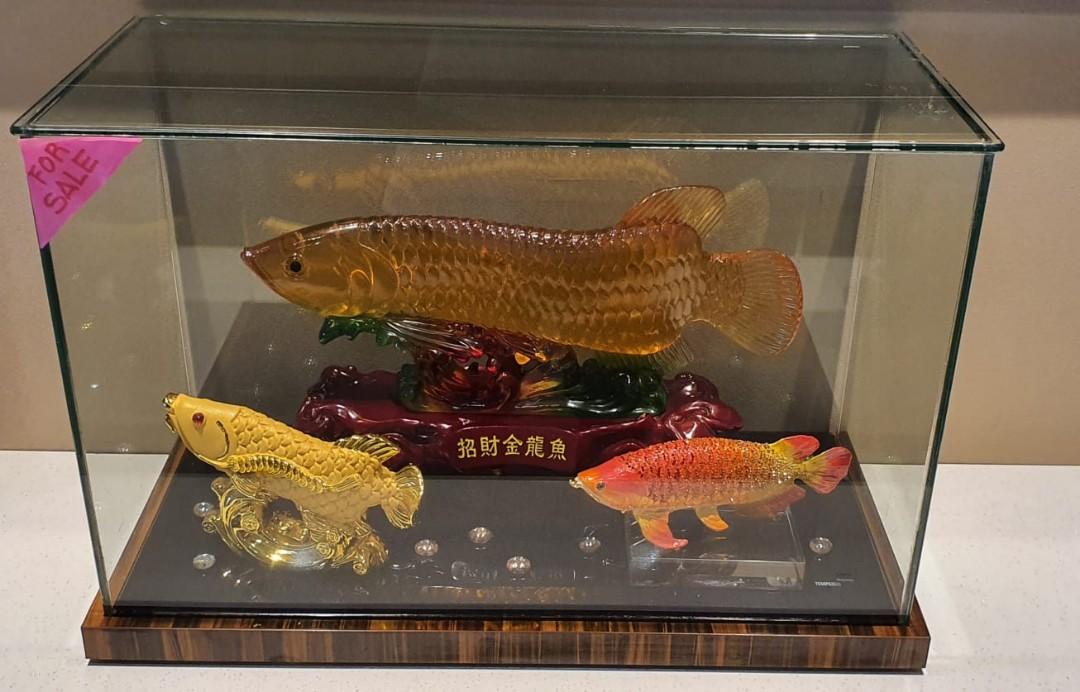 Feng Shui Arowana Display, Hobbies & Toys, Memorabilia & Collectibles ...