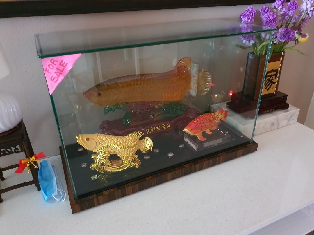 Feng Shui Arowana Display, Hobbies & Toys, Memorabilia & Collectibles ...