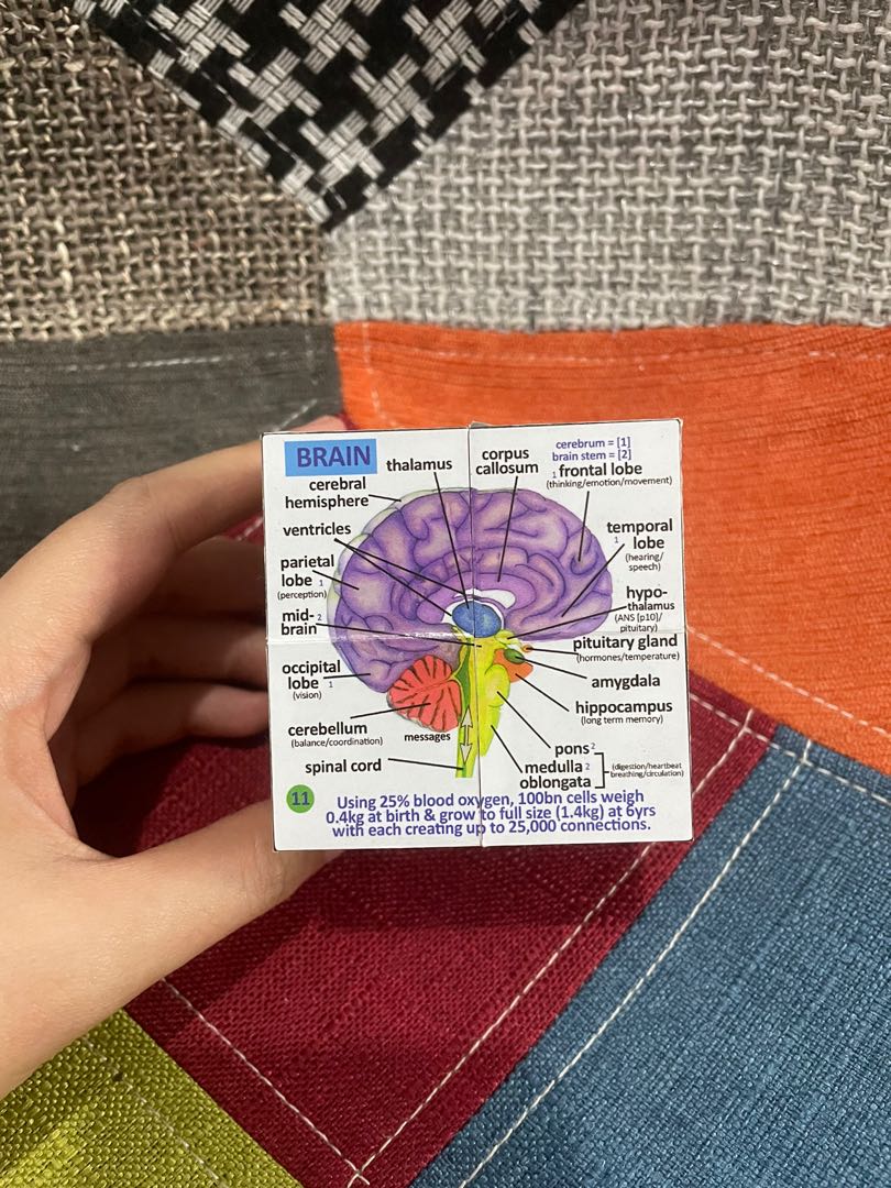 Human Body Cube Anatomy Cube Hobbies And Toys Toys And Games On Carousell