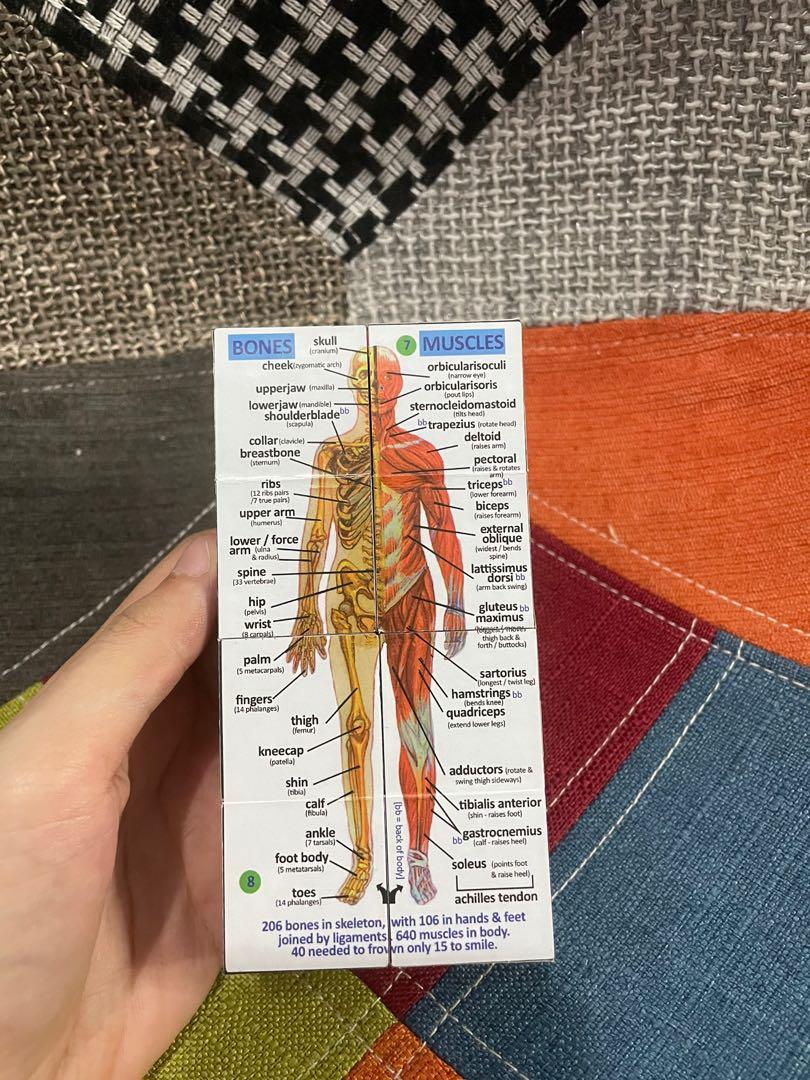 Human Body Cube Anatomy Cube Hobbies And Toys Toys And Games On Carousell