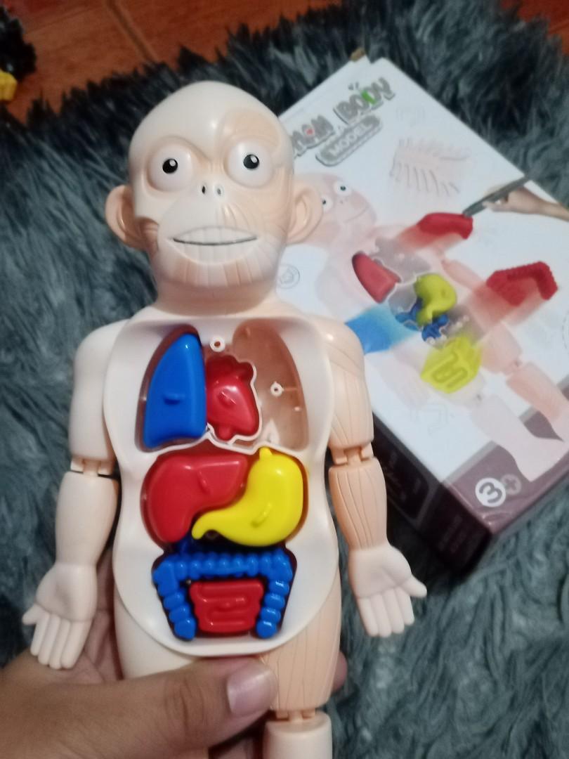 Human body toy, Hobbies & Toys, Toys & Games on Carousell