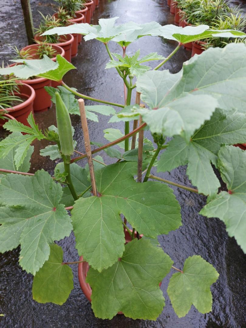 Lady finger Plant, Furniture & Home Living, Gardening, Plants & Seeds ...