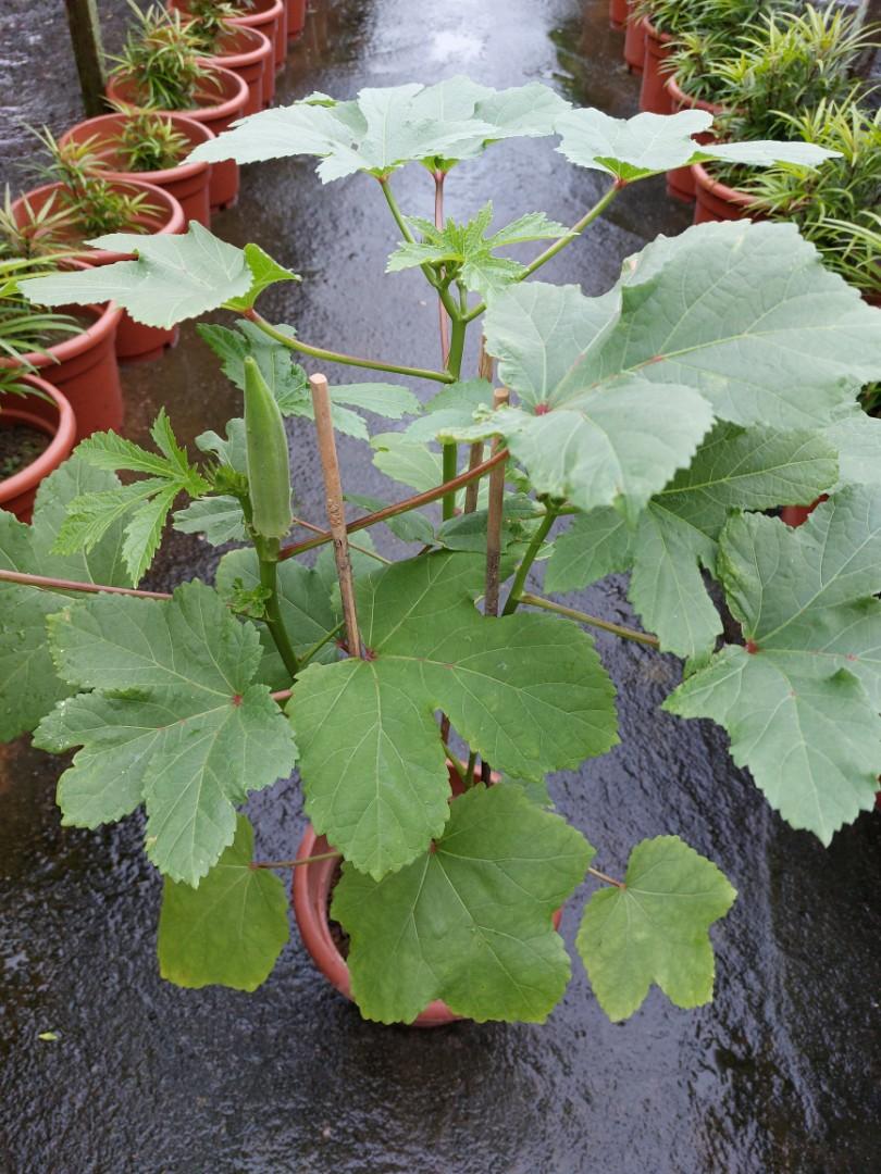 Lady finger Plant, Furniture & Home Living, Gardening, Plants & Seeds ...