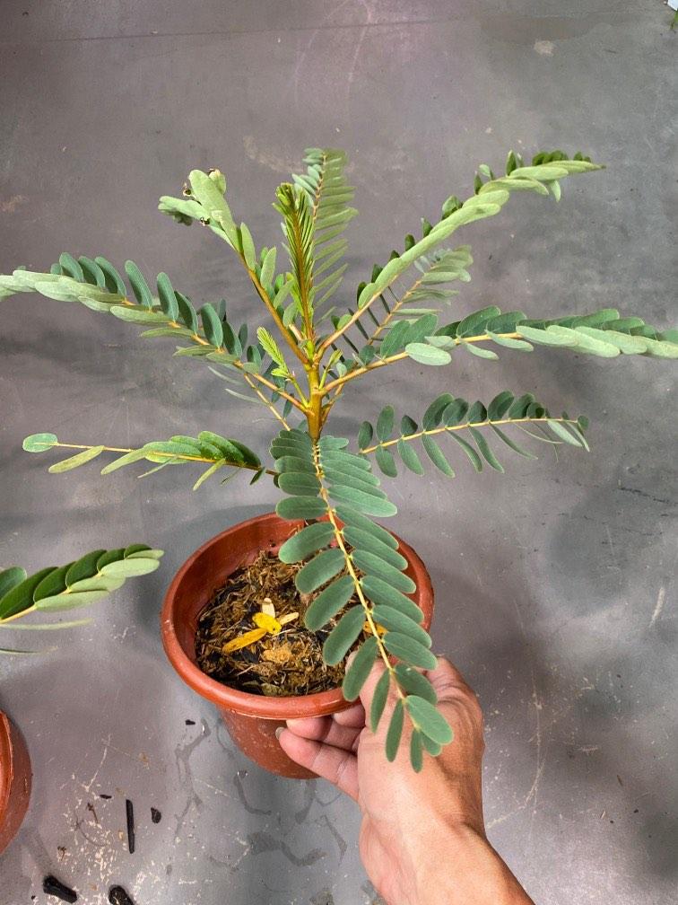 Pokok Turi/Vegetable Hummingbird $12 each pot, Furniture & Home Living ...