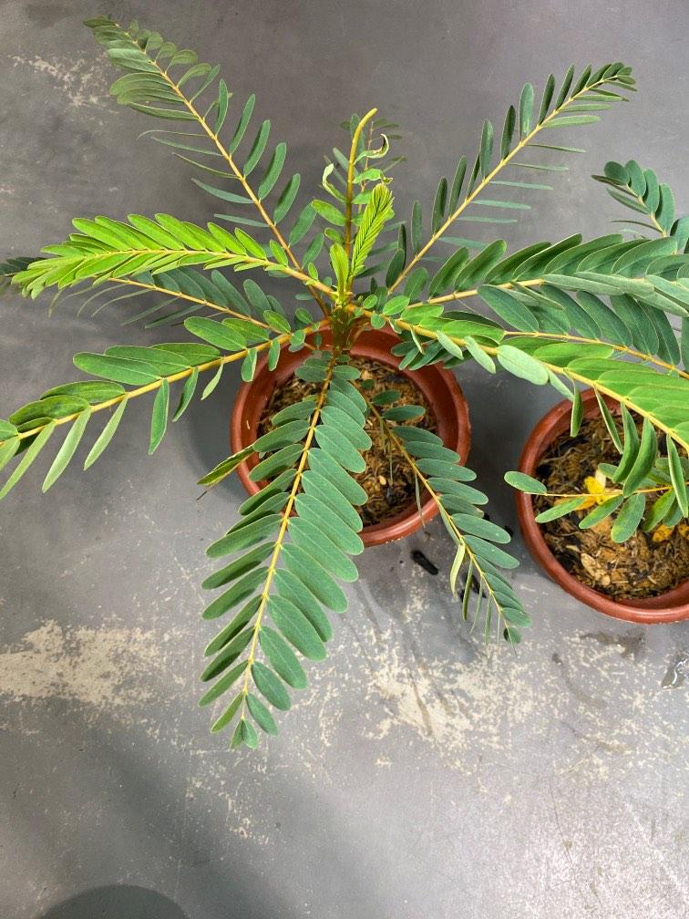 Pokok Turi/Vegetable Hummingbird $12 each pot, Furniture & Home Living ...