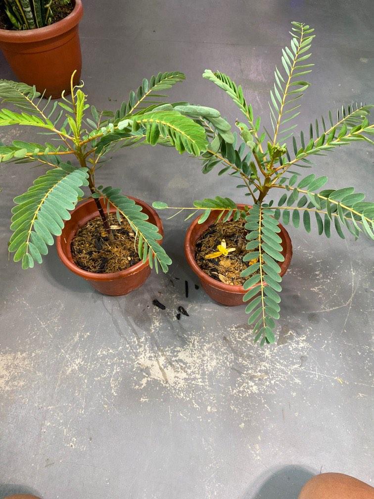 Pokok Turi/Vegetable Hummingbird $12 each pot, Furniture & Home Living ...