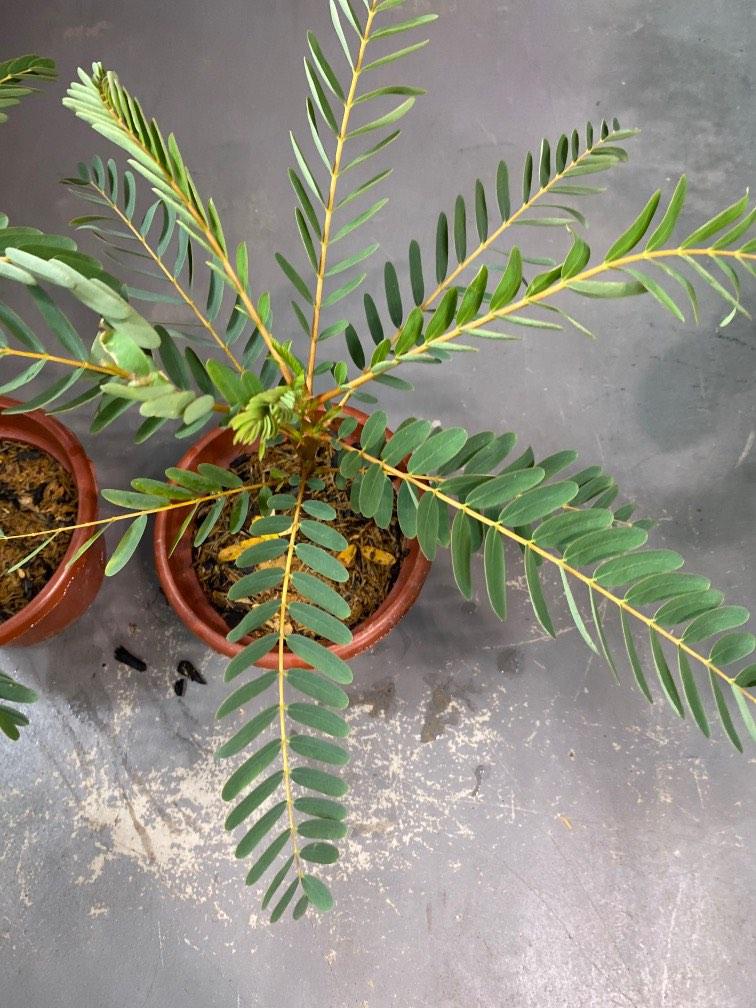 Pokok Turi/Vegetable Hummingbird $12 each pot, Furniture & Home Living ...