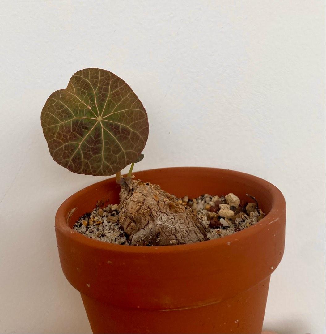 Purple stephania kaweesakii nova, Furniture & Home Living, Gardening ...