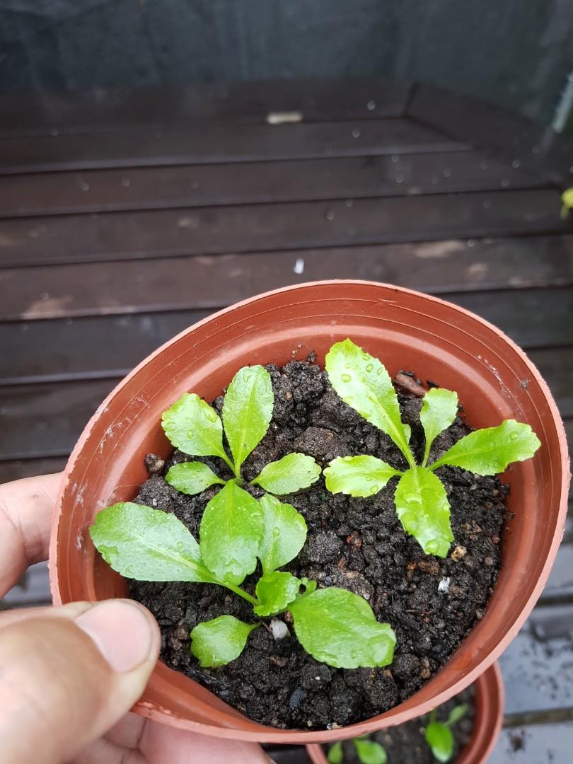 Sawtooth coriander cilantro, Furniture & Home Living, Gardening, Plants ...