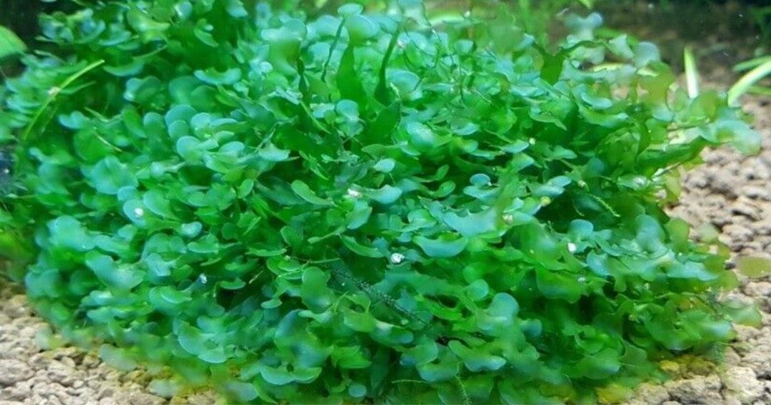 Subwassertang Moss, Pet Supplies, Homes & Other Pet Accessories on ...