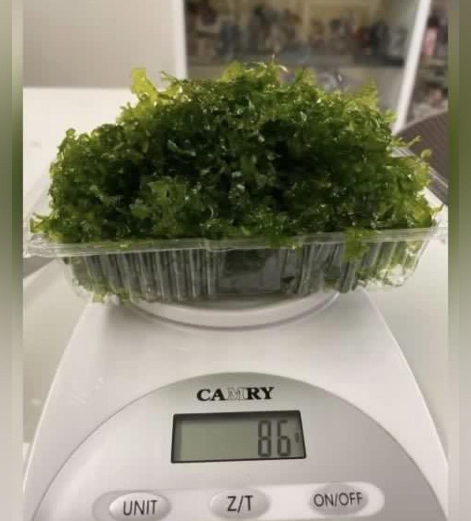 subwassertang round pellia moss, Furniture & Home Living, Gardening ...