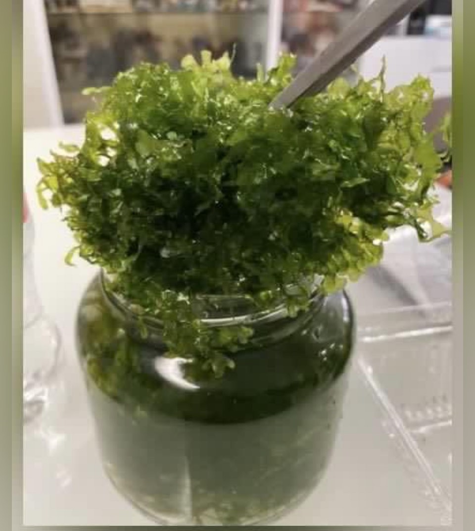 subwassertang round pellia moss, Furniture & Home Living, Gardening ...