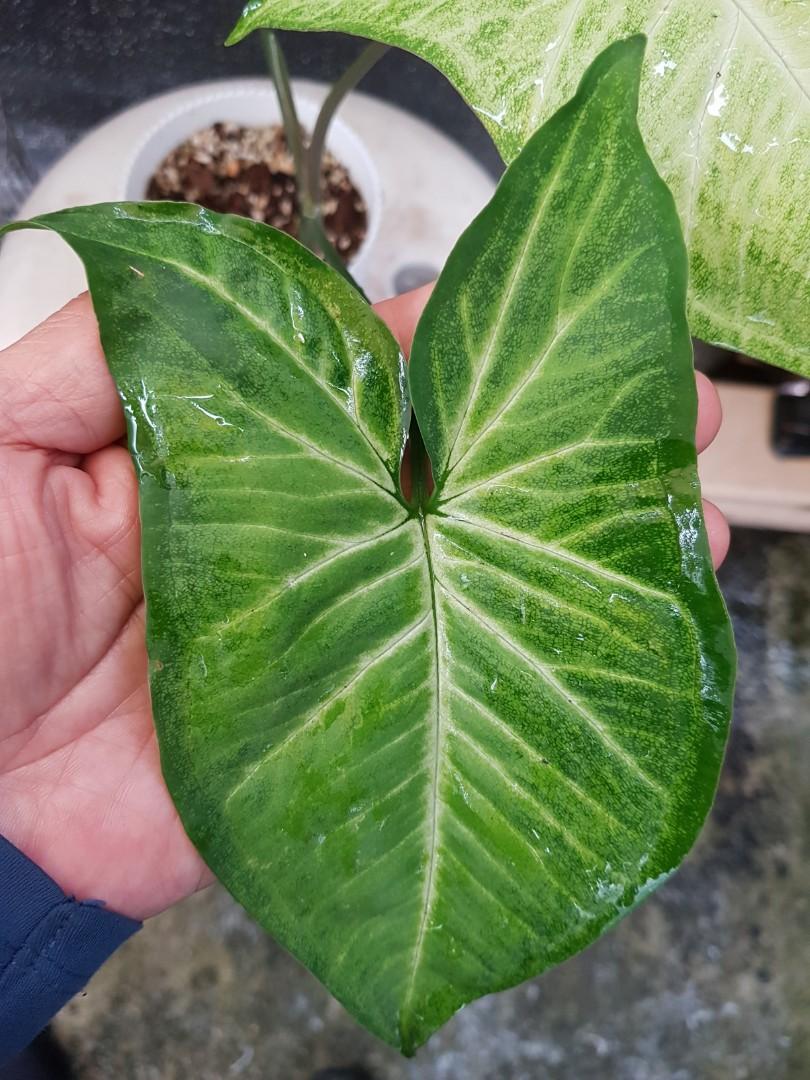 Syngonium batik, Furniture & Home Living, Gardening, Plants & Seeds on ...