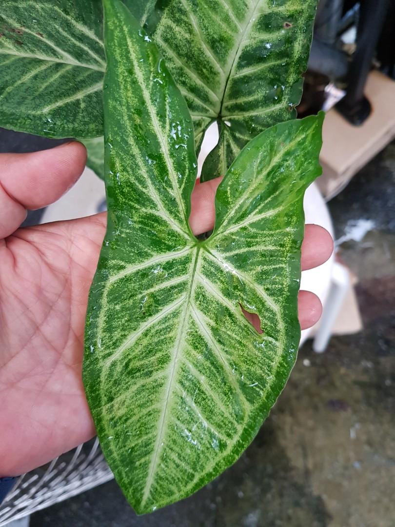 Syngonium batik, Furniture & Home Living, Gardening, Plants & Seeds on ...