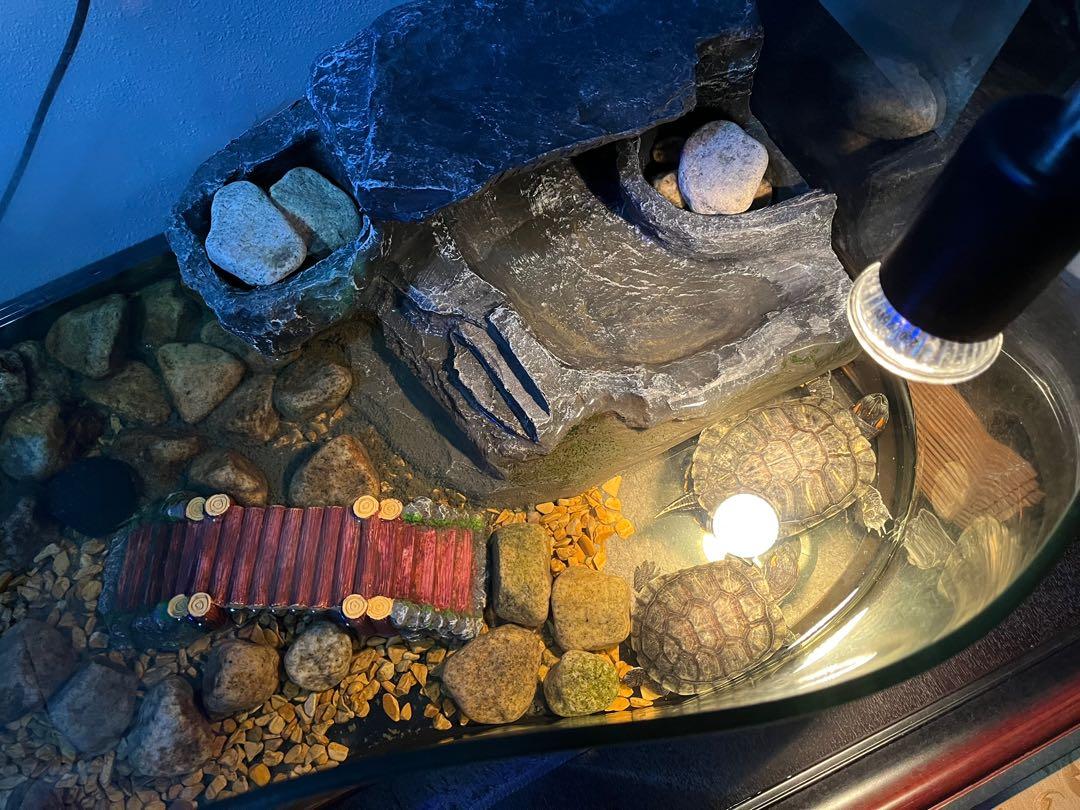Terrapin/Turtle Tank, Pet Supplies, Homes & Other Pet Accessories on ...