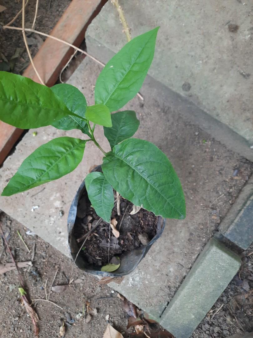 Vilvam/Aegle marmelos /bael plant, Furniture & Home Living, Gardening ...