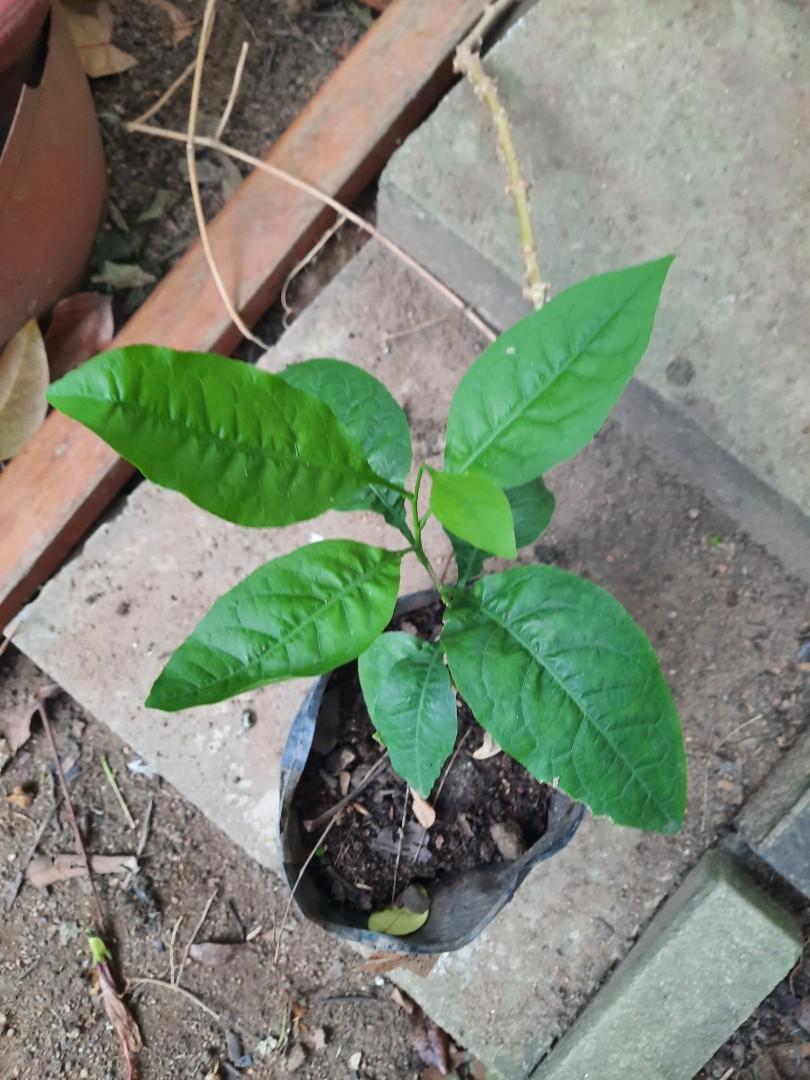 Vilvam/Aegle marmelos /bael plant, Furniture & Home Living, Gardening ...
