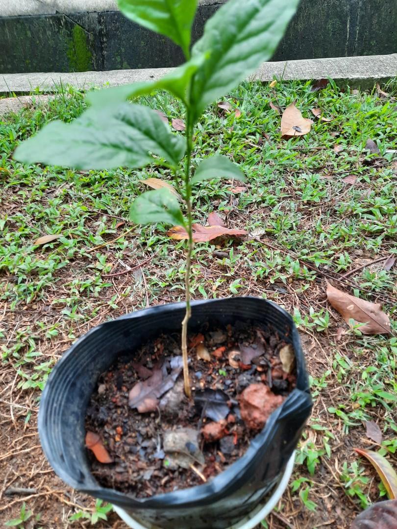 Vilvam/Aegle marmelos /bael plant, Furniture & Home Living, Gardening ...