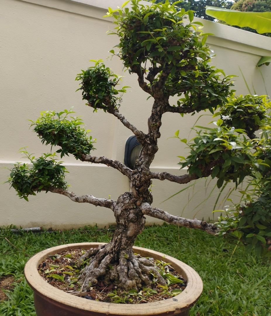 6 Decades old Shui mei bonsai, Furniture & Home Living, Gardening ...