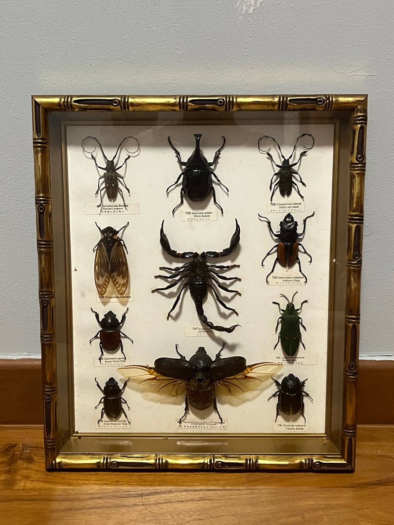 Beetle Insect Specimen in Frame, Hobbies & Toys, Memorabilia ...