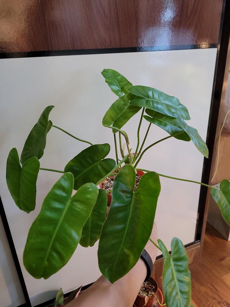 Burle Marx Philodendron, Furniture & Home Living, Gardening, Plants ...