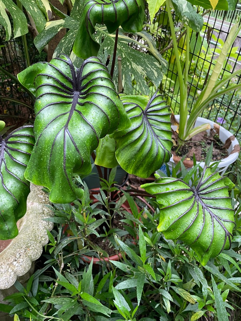 Colocasia Pharaoh’s mask pharaoh, Furniture & Home Living, Gardening ...
