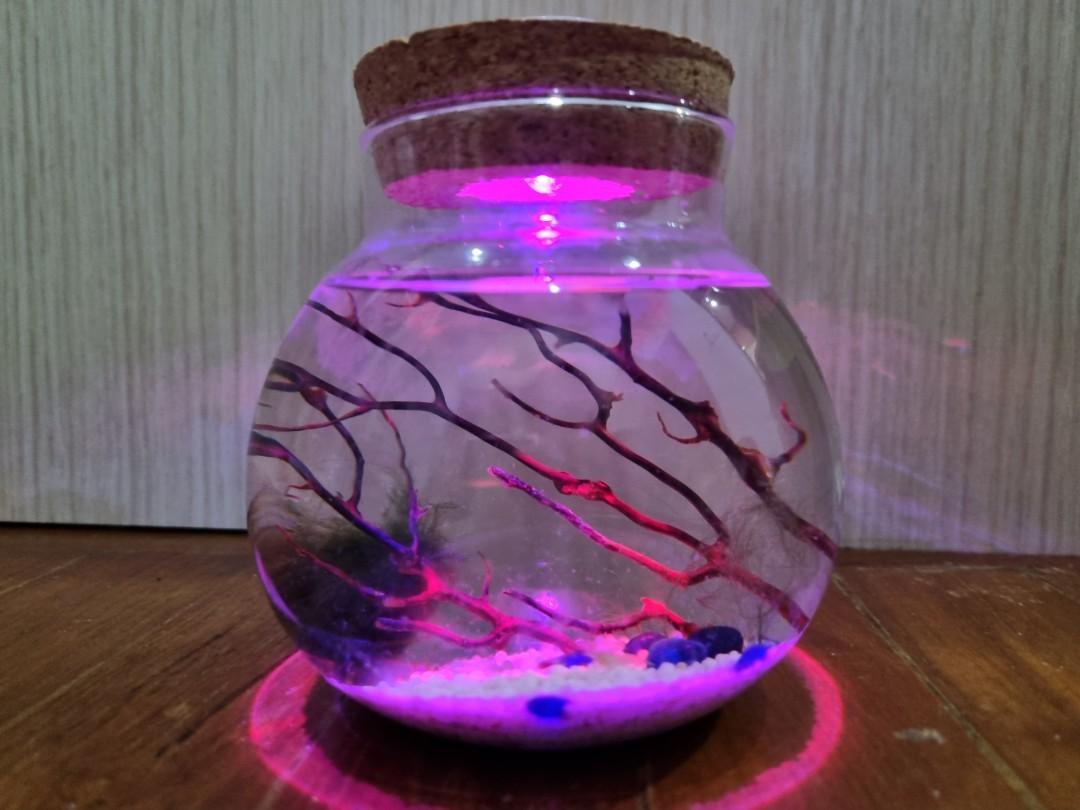 Self-Sustaining Ecosphere Terrarium Habitat | Ready Stock | Natural ...