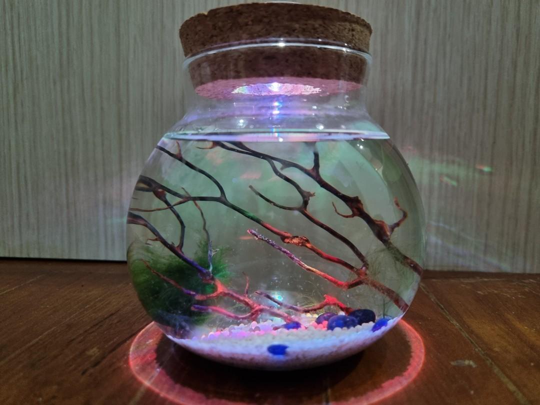 Self-Sustaining Ecosphere Terrarium Habitat | Ready Stock | Natural ...