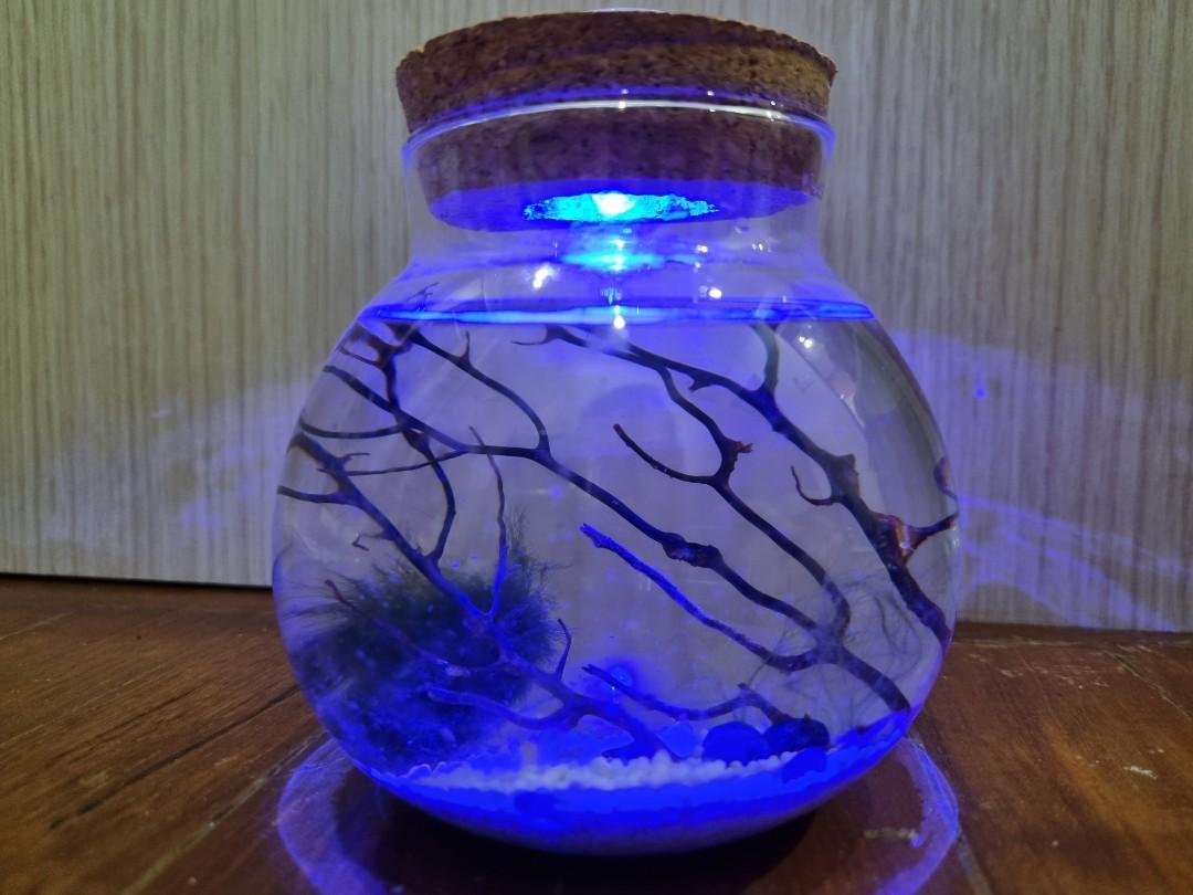 Self-Sustaining Ecosphere Terrarium Habitat | Ready Stock | Natural ...