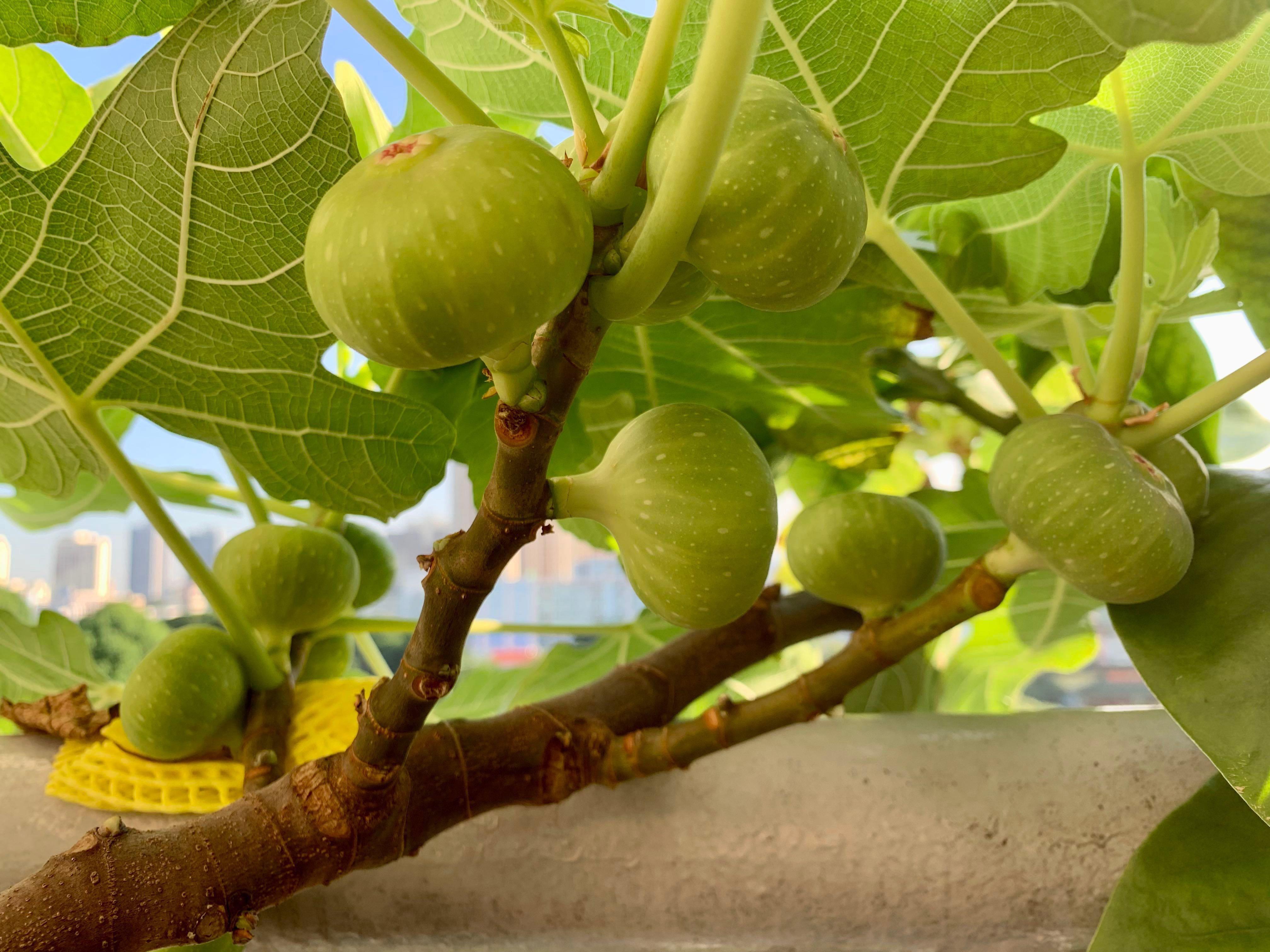 Organic Edible Fig Plant (Ficus Carica) BTM6, Furniture & Home Living, Gardening, Plants & Seeds ...