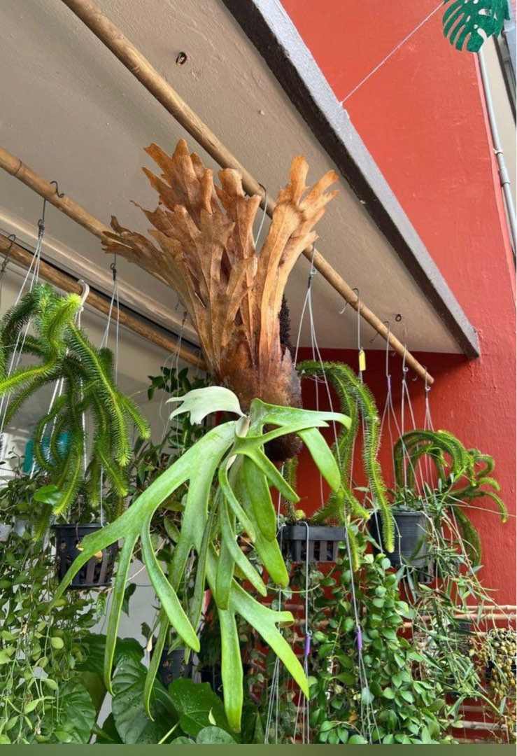 Platycerium willinckii mounted on fern bark, Furniture & Home Living ...