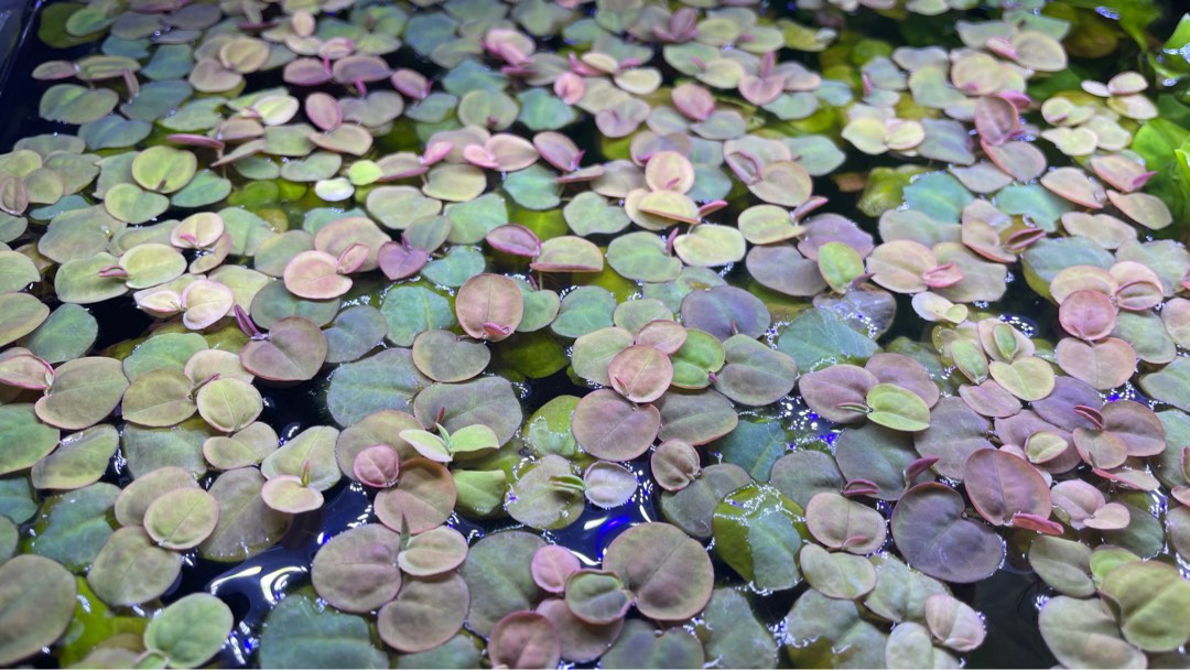 Red Root Floater Plants, Pet Supplies, Homes & Other Pet Accessories on ...