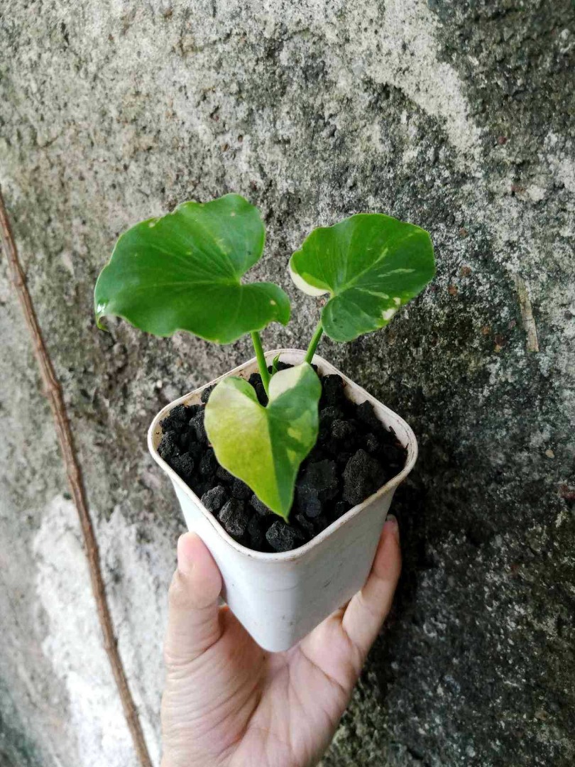 Thaumatophyllum Selloum VARIEGATED (27137), Furniture & Home Living ...